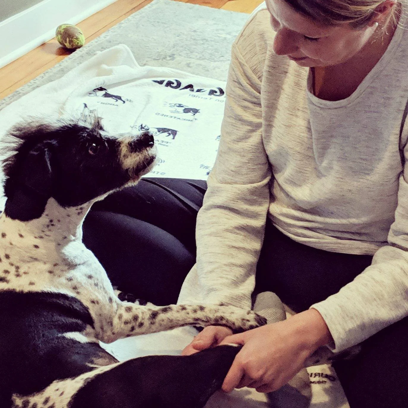 Wellness & Wags | Canine Massage Therapy in Chicago, IL