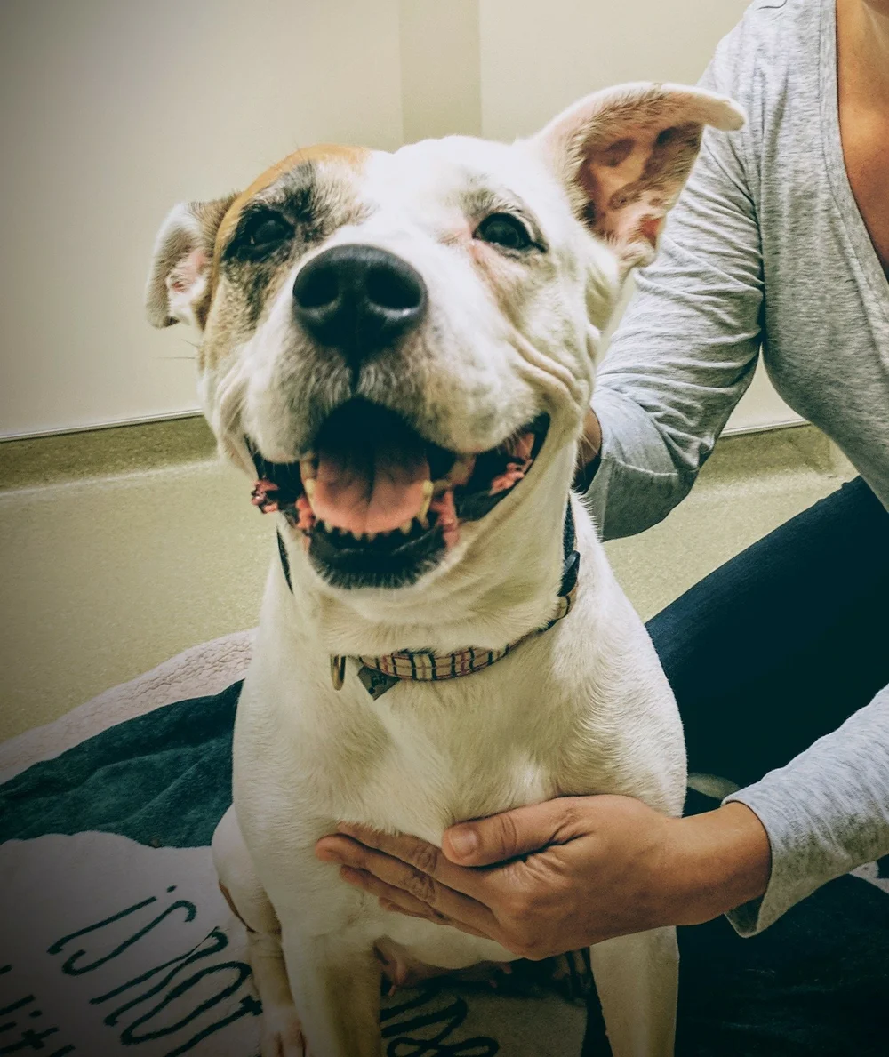 Wellness & Wags | Canine Massage Therapy in Chicago, IL