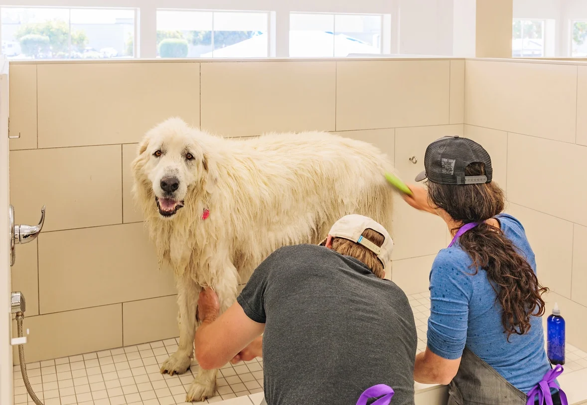 Services — Pampered Pup