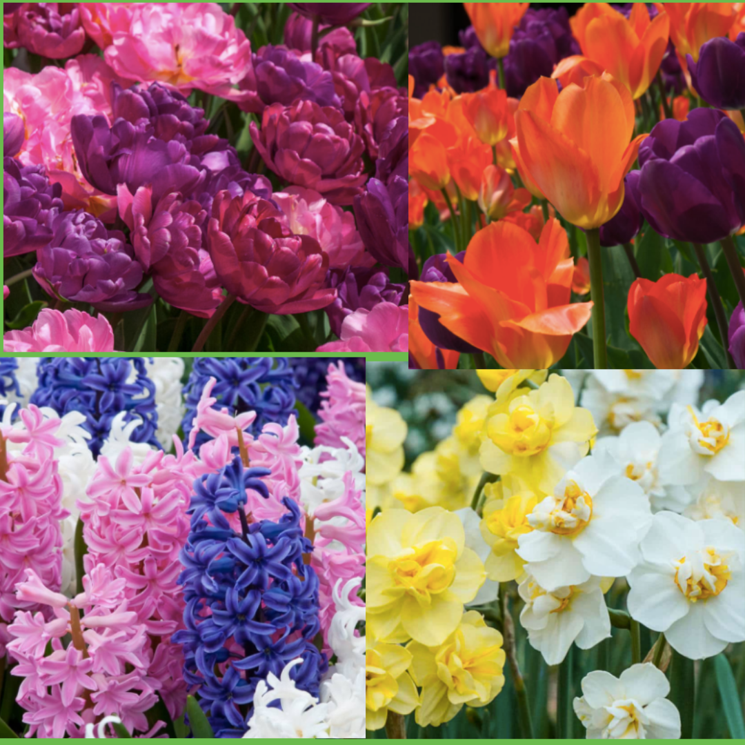 43: Magnolia macrophylla, Tim Schipper of ColorBlends, bulb tips | Into ...