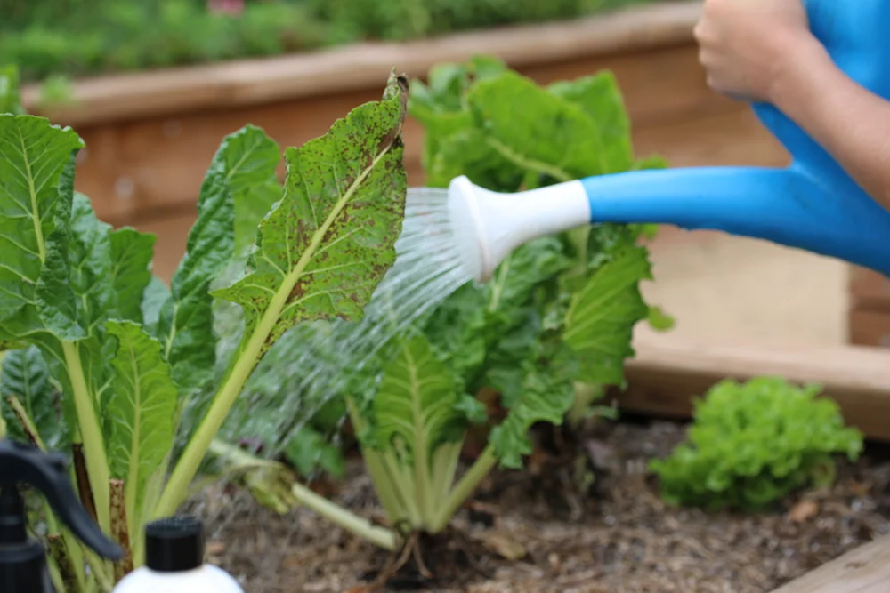 Kings Cross Community Garden