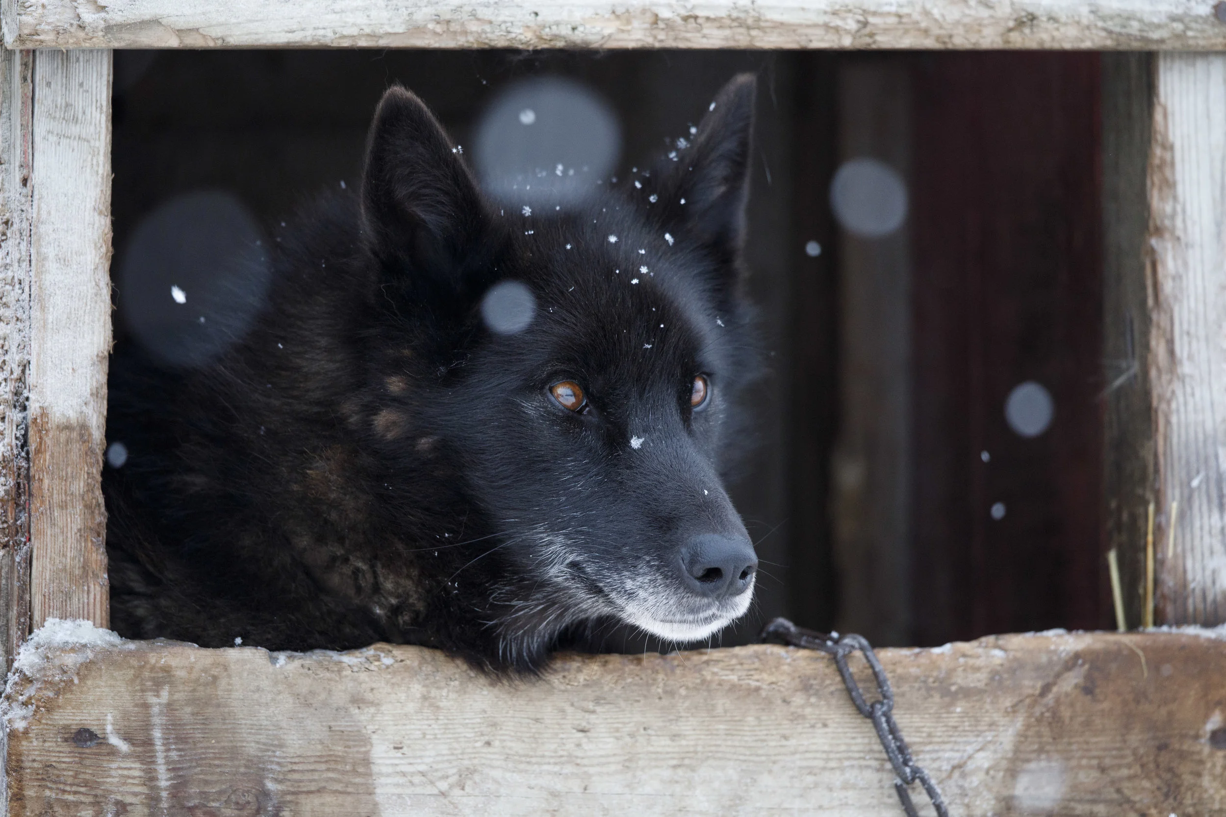 Alaskan Noble Companion Dog