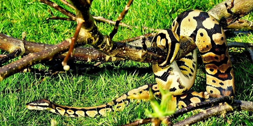 Jungle Snakes