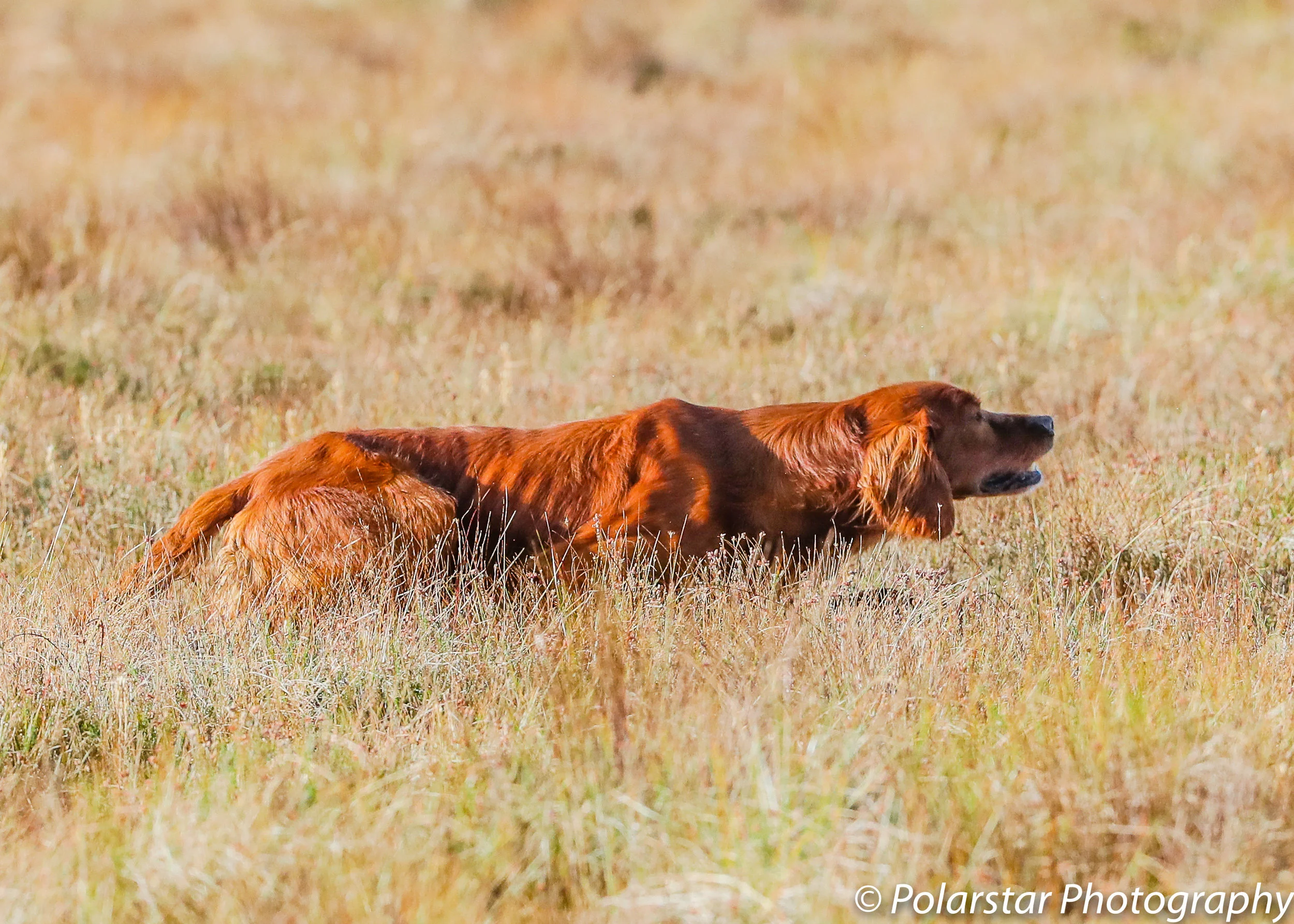 IT-Results - Snipe Champ 2017 — International Irish Red Setter Club