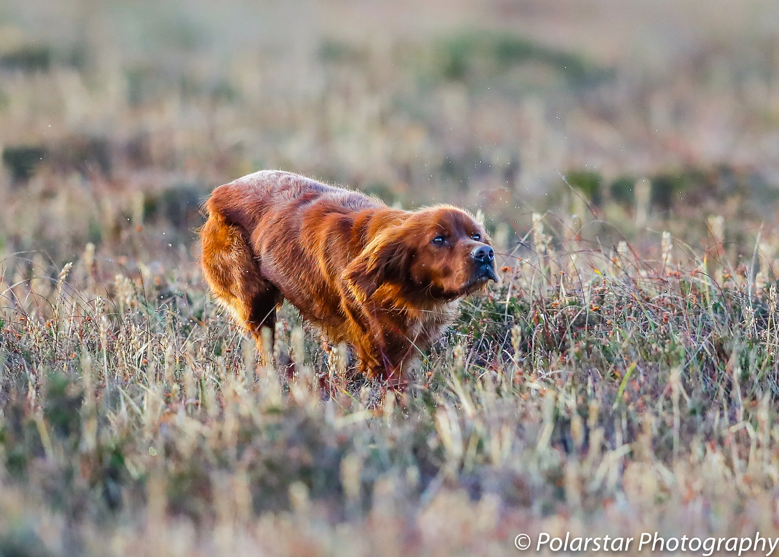 News — International Irish Red Setter Club