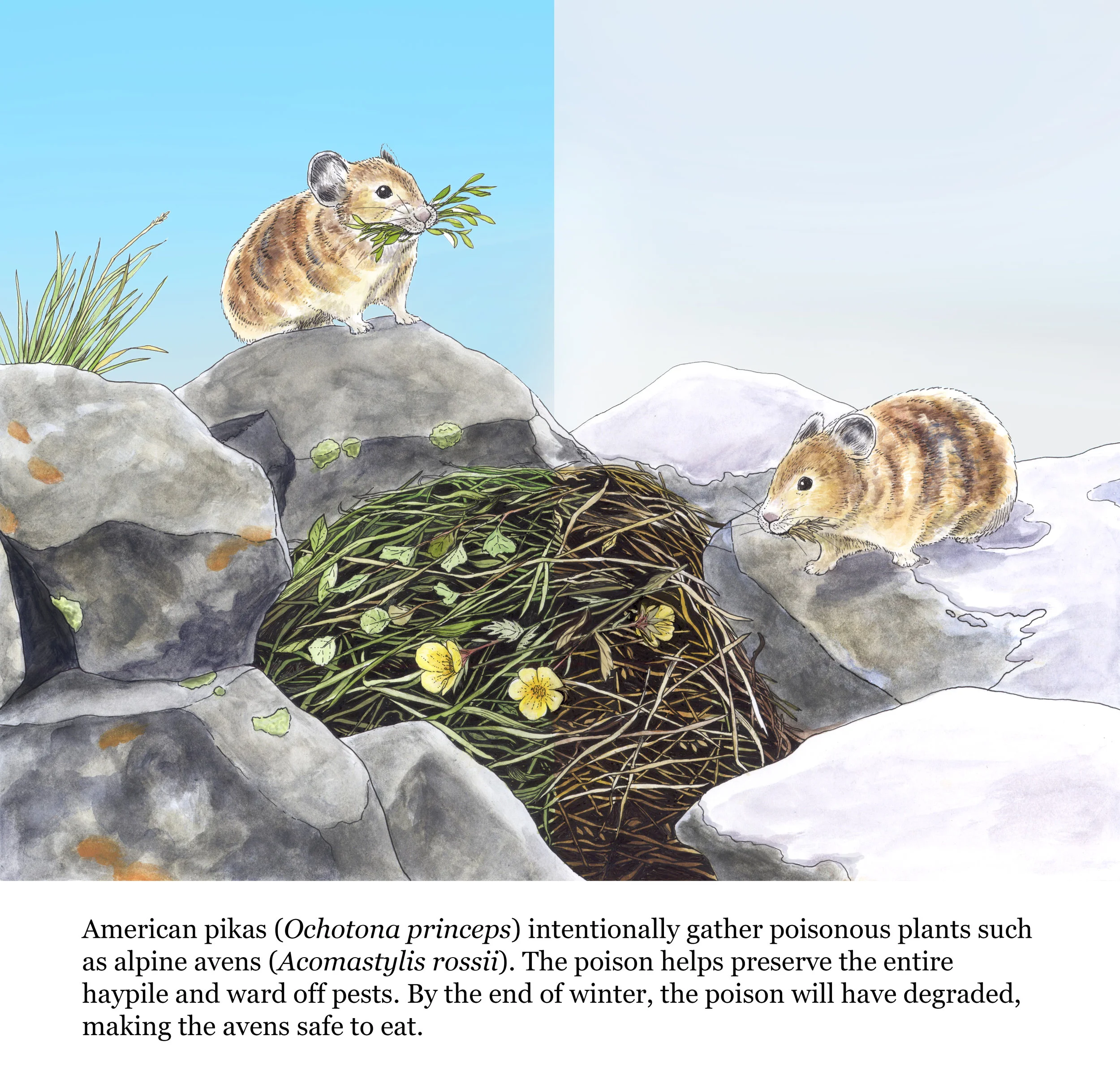 Science Illustration — Jessica French