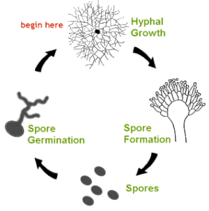 Mold Inspection and Testing: MSE Environmental Solutions