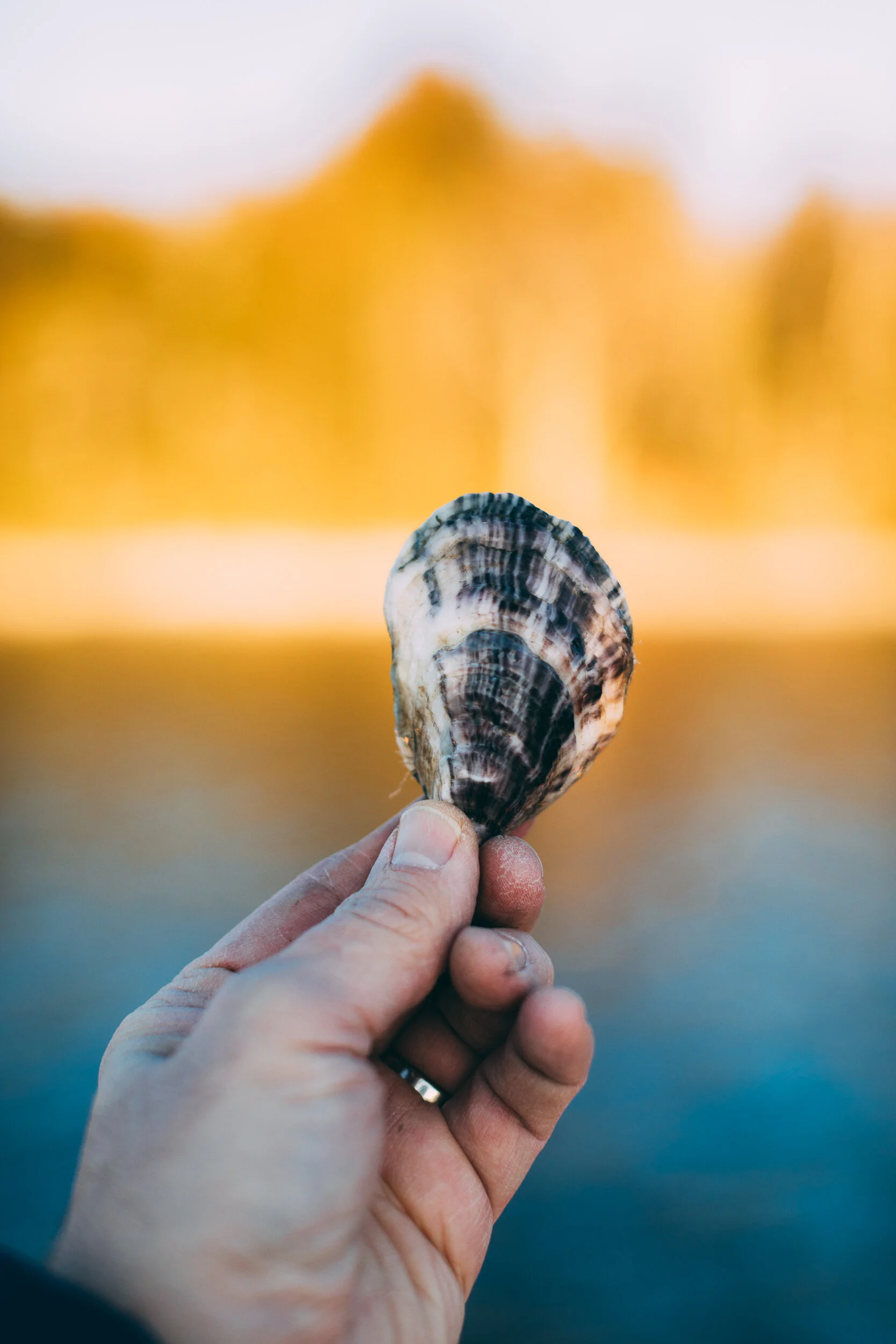 Love Point Oysters