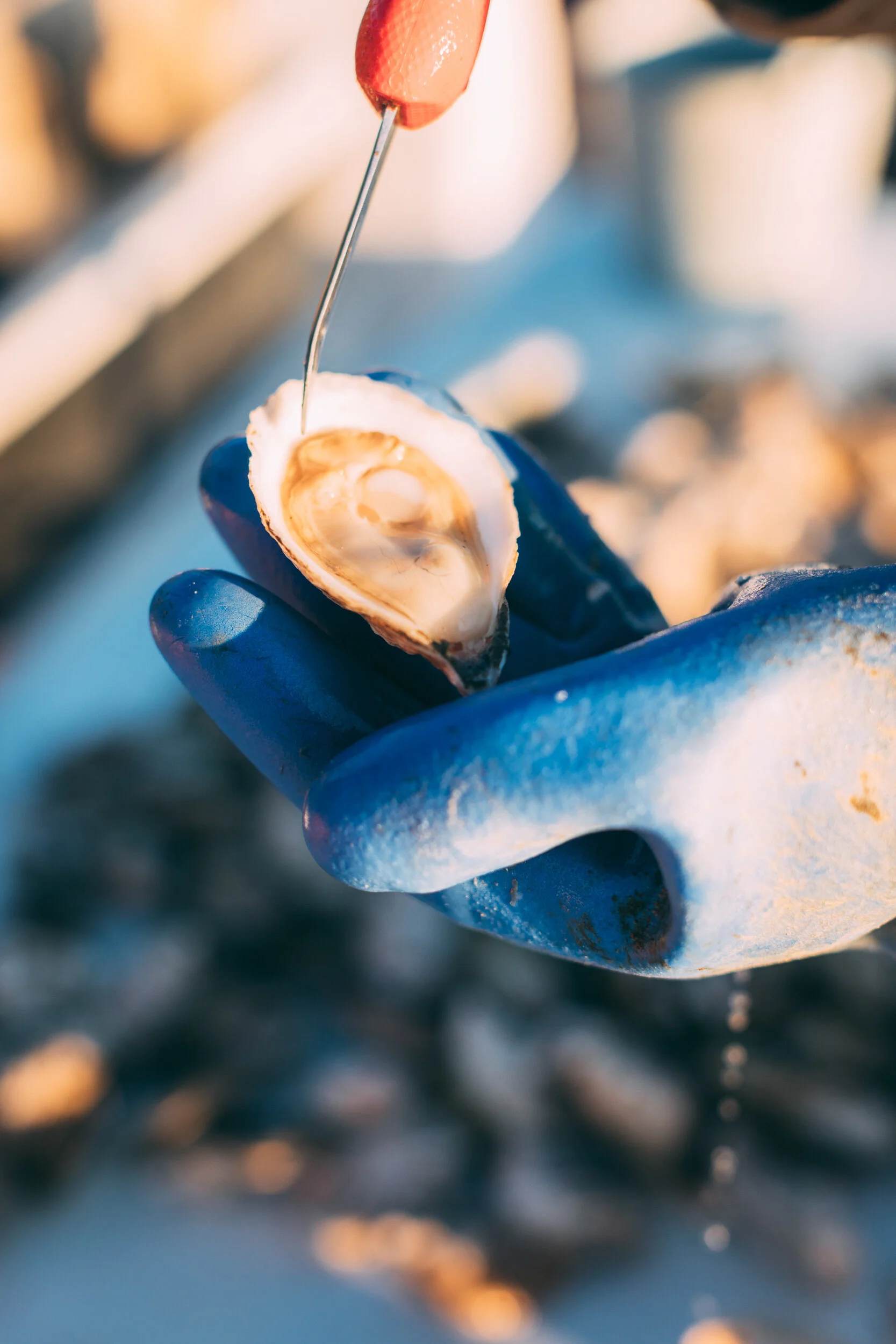 Love Point Oysters