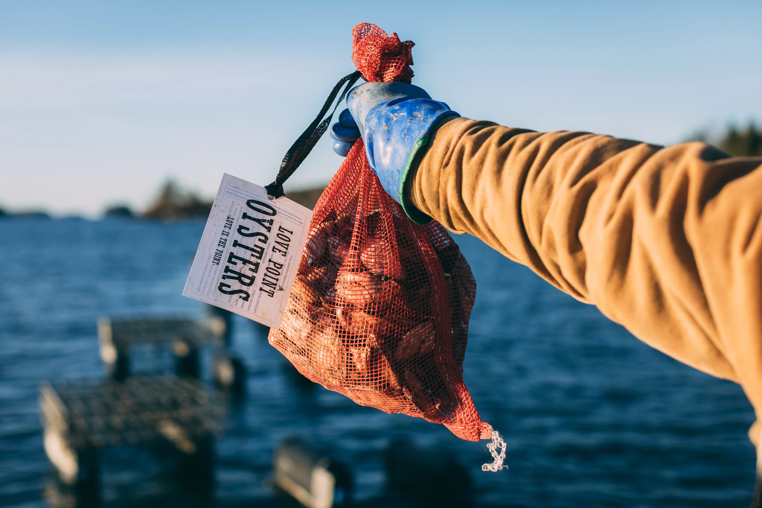 Buy Oysters — Love Point Oysters