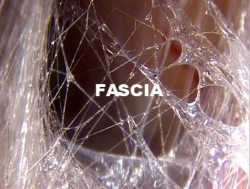 What is Fascia & Why Should We Care? — Oakville Performance & Wellness What is Fascia & Why Should We Care? — Oakville Performance & Wellness