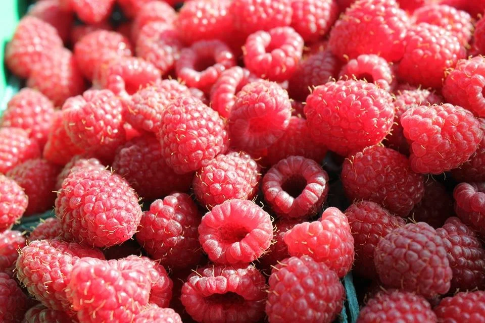 Raspberries — Koch Family Farm