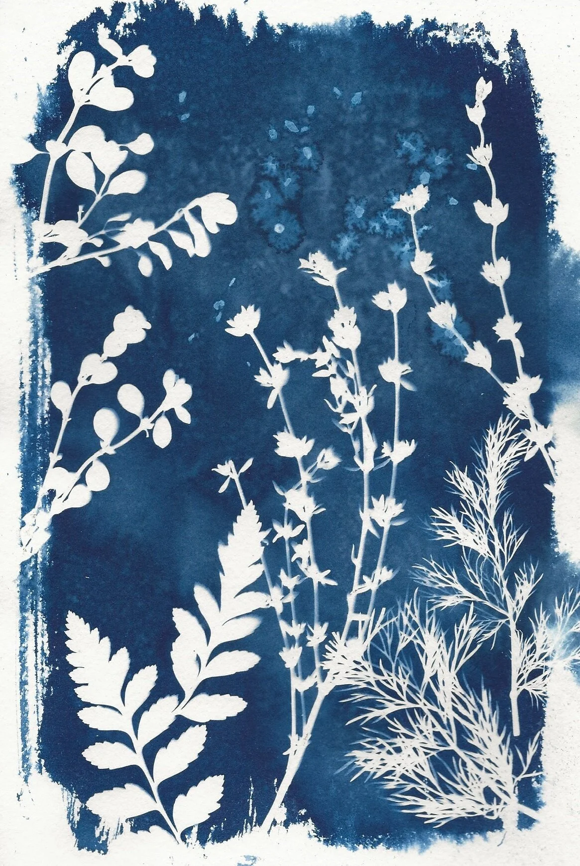 About Cyanotype — Sand Pond Studio | Encaustic and Mixed Media Art