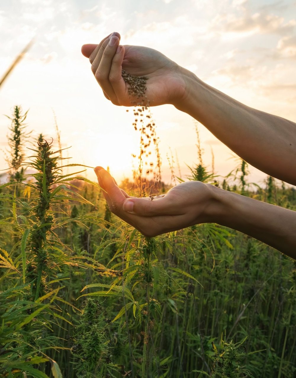 About Hemp | Discover Hemp Benefits Today — British Hemp Alliance