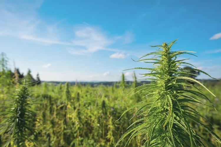 About Hemp | Discover Hemp Benefits Today — British Hemp Alliance
