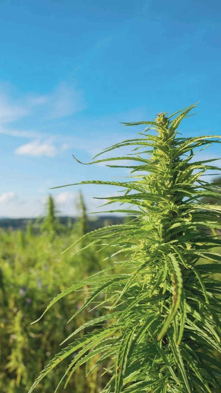 Hemp Farming | Start Sustainable Hemp Farming — British Hemp Alliance