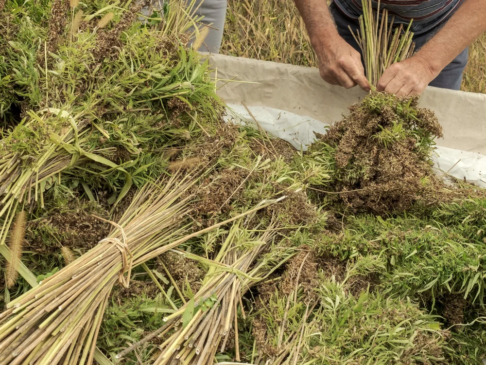 Hemp Farming | Start Sustainable Hemp Farming — British Hemp Alliance