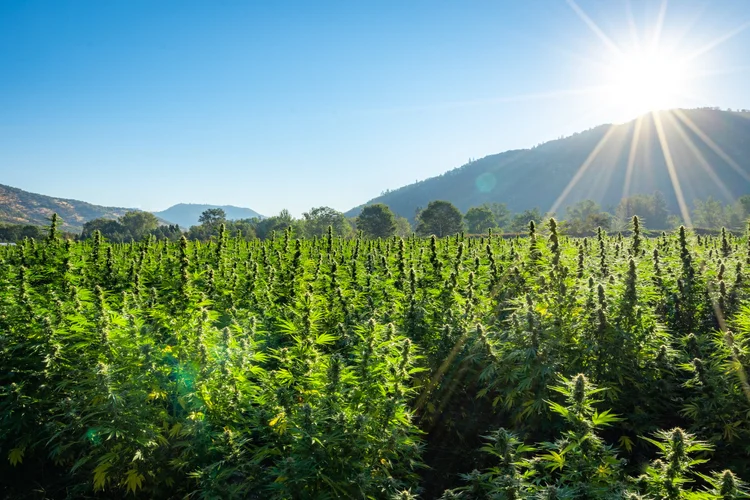 Hemp History | Discover Hemp's Legacy Today — British Hemp Alliance