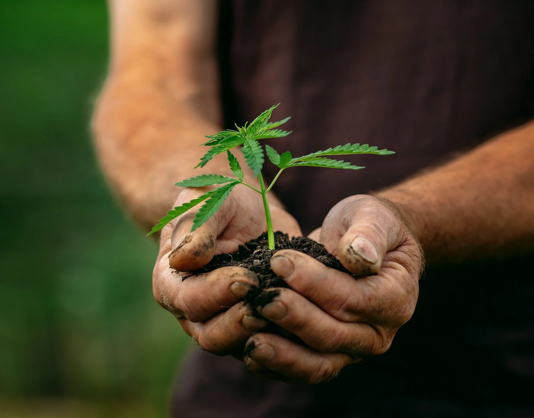 Hemp History | Discover Hemp's Legacy Today — British Hemp Alliance