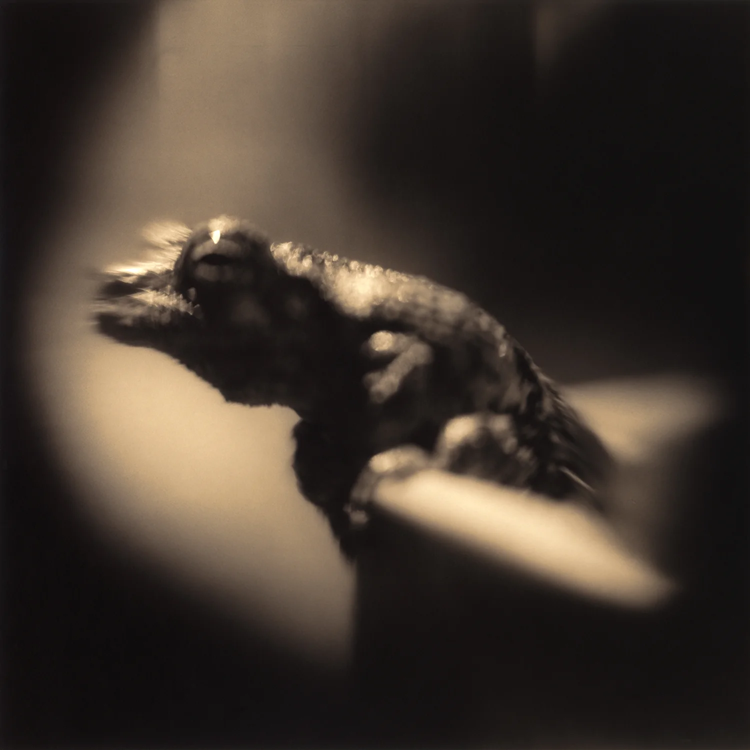 Interview: Jennifer Shaw - It's Personal — Analog Forever Magazine