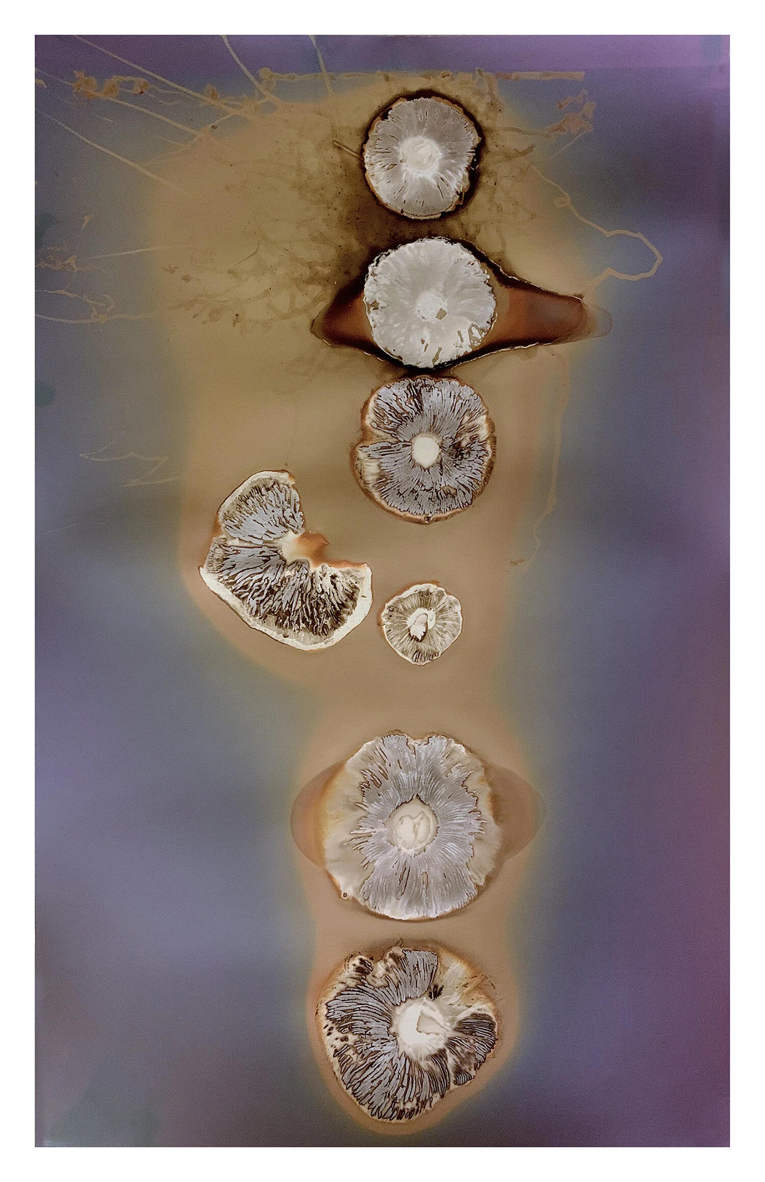 Analog Forever Magazine’s Top 50 Analog Photographs of 2020 — Analog ...