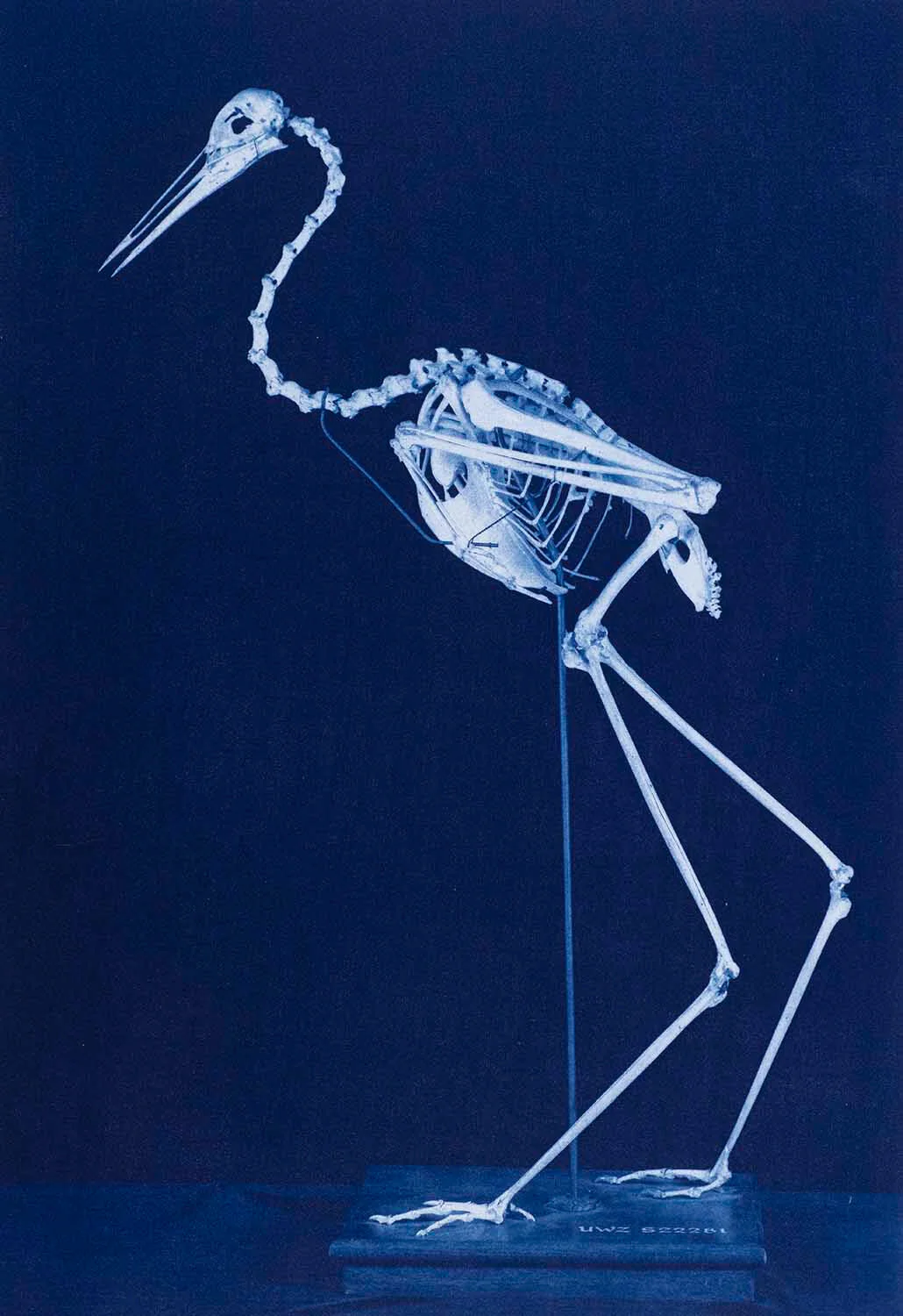 The Largest Curated Gallery of Cyanotypes of 2021 — Analog Forever Magazine