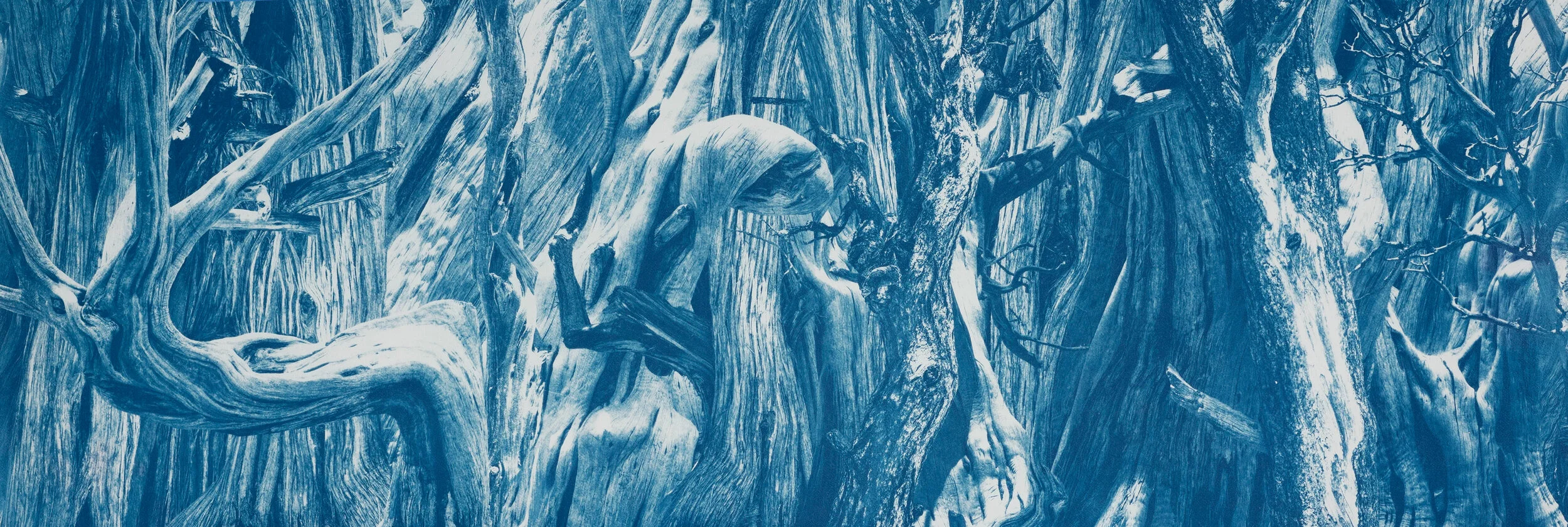 The Largest Curated Gallery of Cyanotypes of 2021 — Analog Forever Magazine