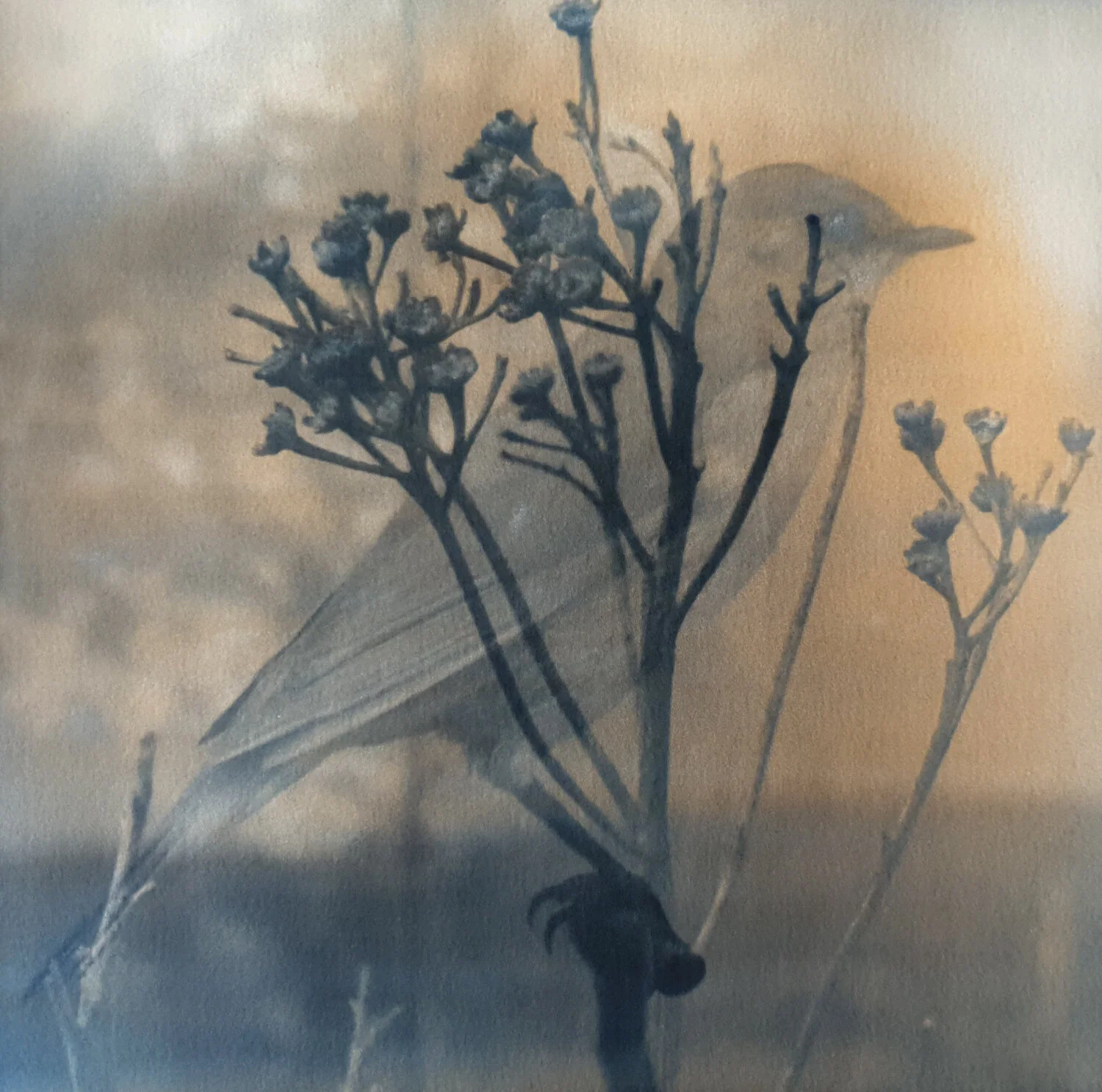 The Largest Curated Gallery of Cyanotypes of 2021 — Analog Forever Magazine
