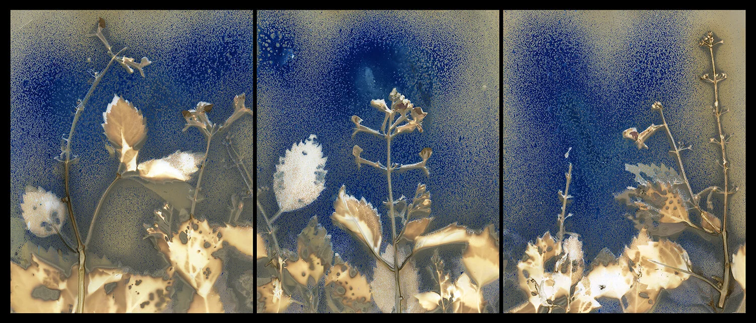 The Largest Curated Gallery of Cyanotypes of 2021 — Analog Forever Magazine