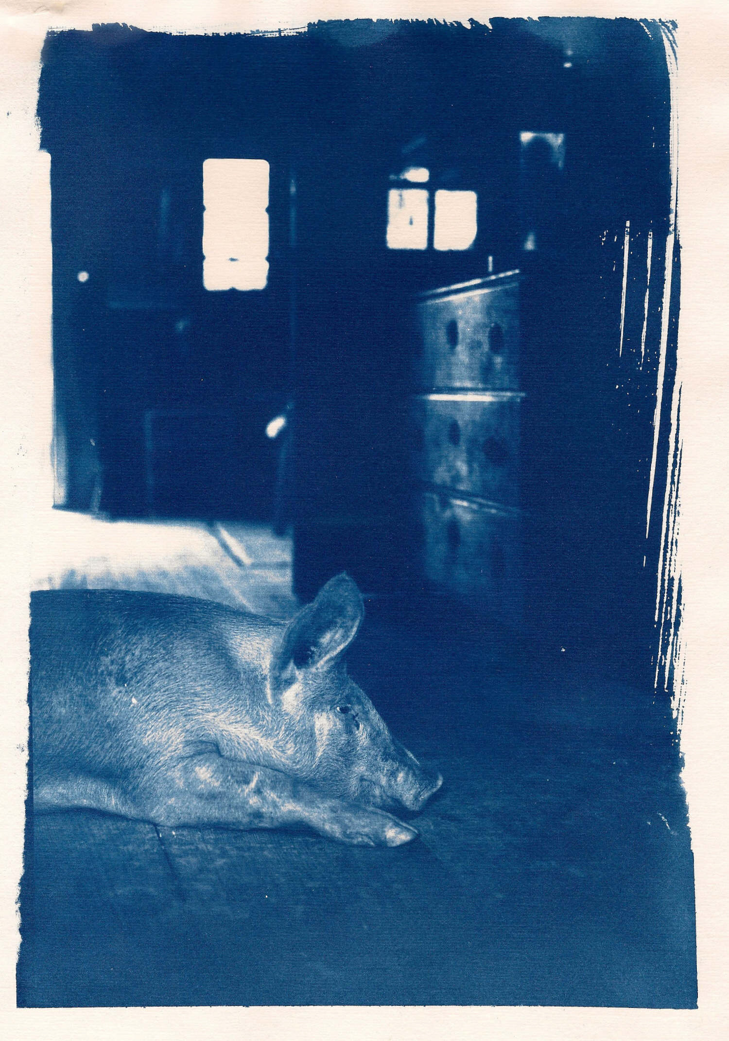 The Largest Curated Gallery of Cyanotypes of 2021 — Analog Forever Magazine
