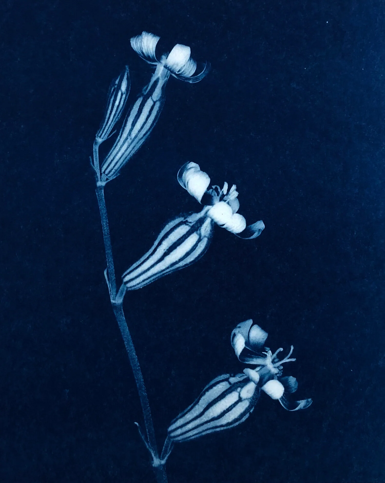 The Largest Curated Gallery of Cyanotypes of 2021 — Analog Forever Magazine