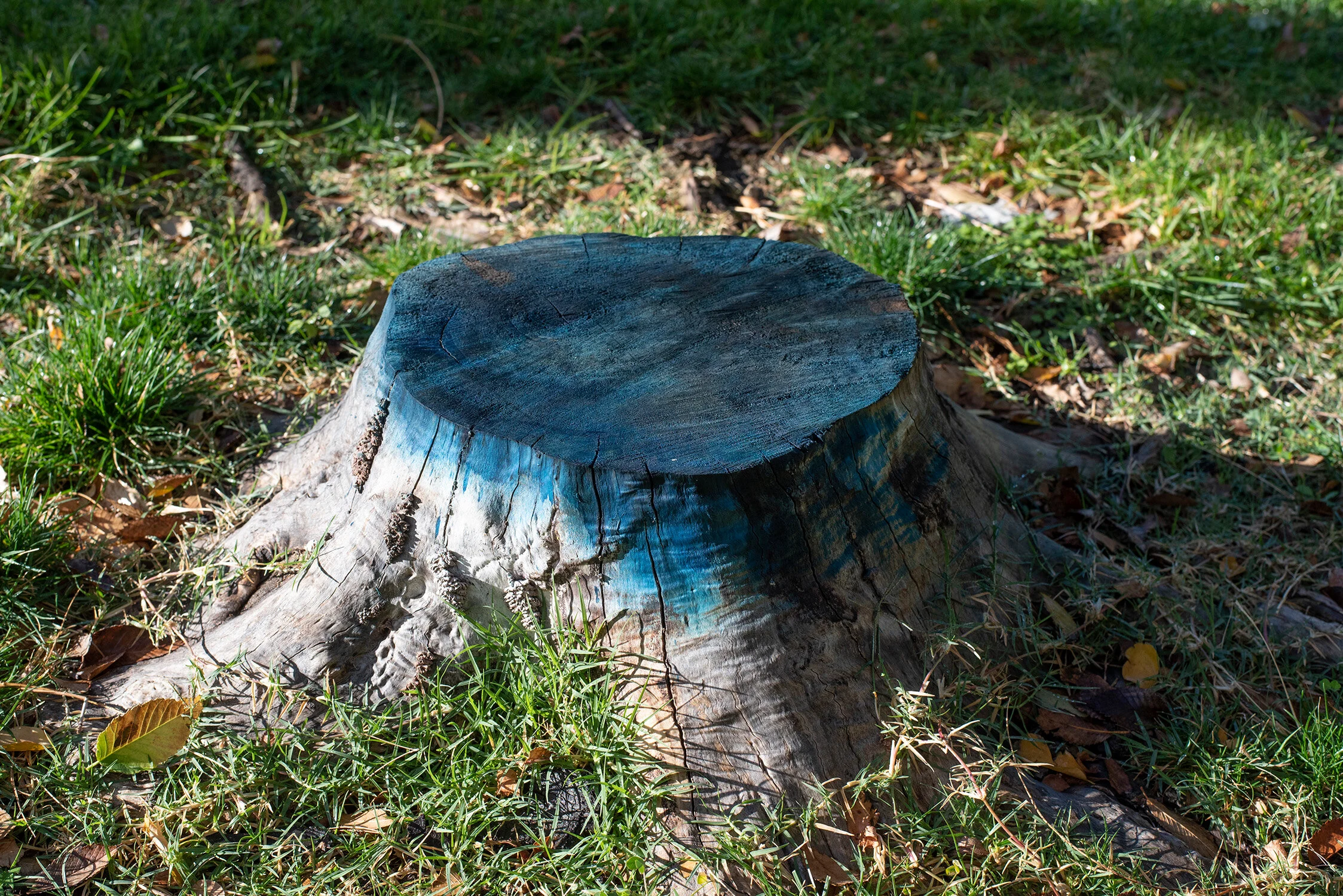 The Largest Curated Gallery of Cyanotypes of 2021 — Analog Forever Magazine