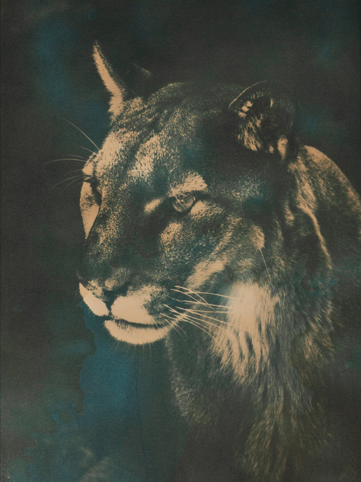 The Largest Curated Gallery of Cyanotypes of 2021 — Analog Forever Magazine