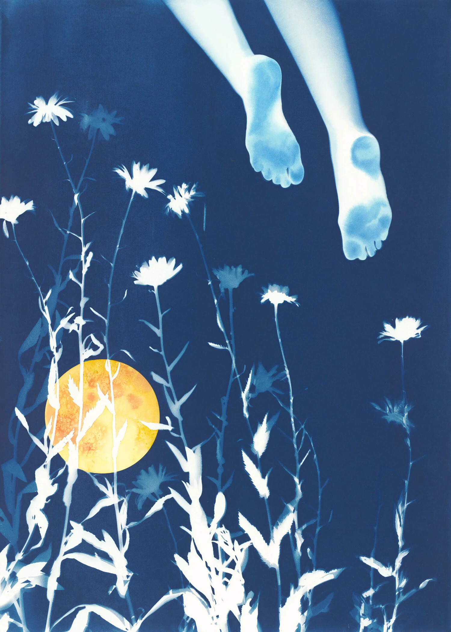 The Largest Curated Gallery of Cyanotypes of 2021 — Analog Forever Magazine