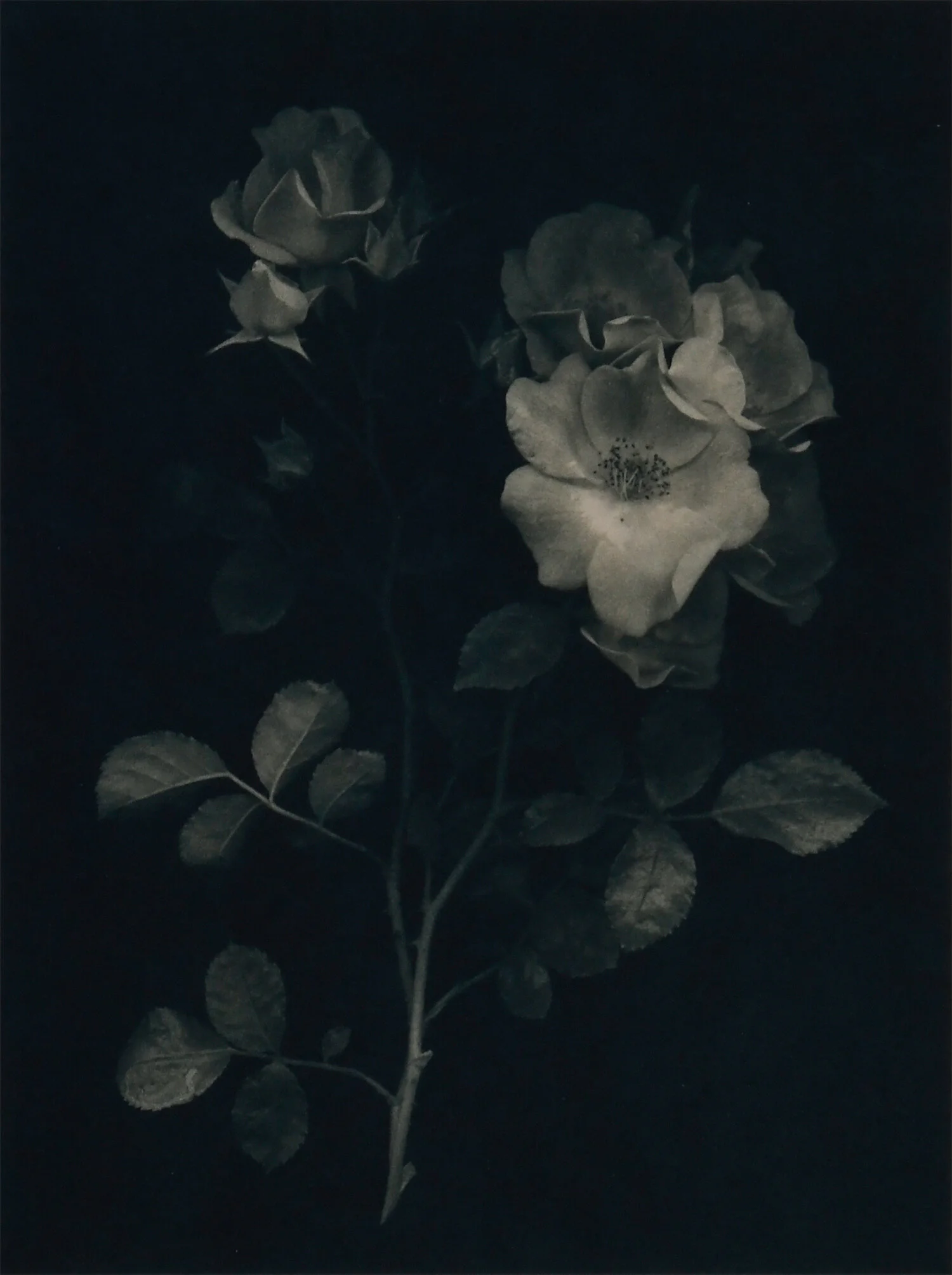 The Largest Curated Gallery of Cyanotypes of 2021 — Analog Forever Magazine