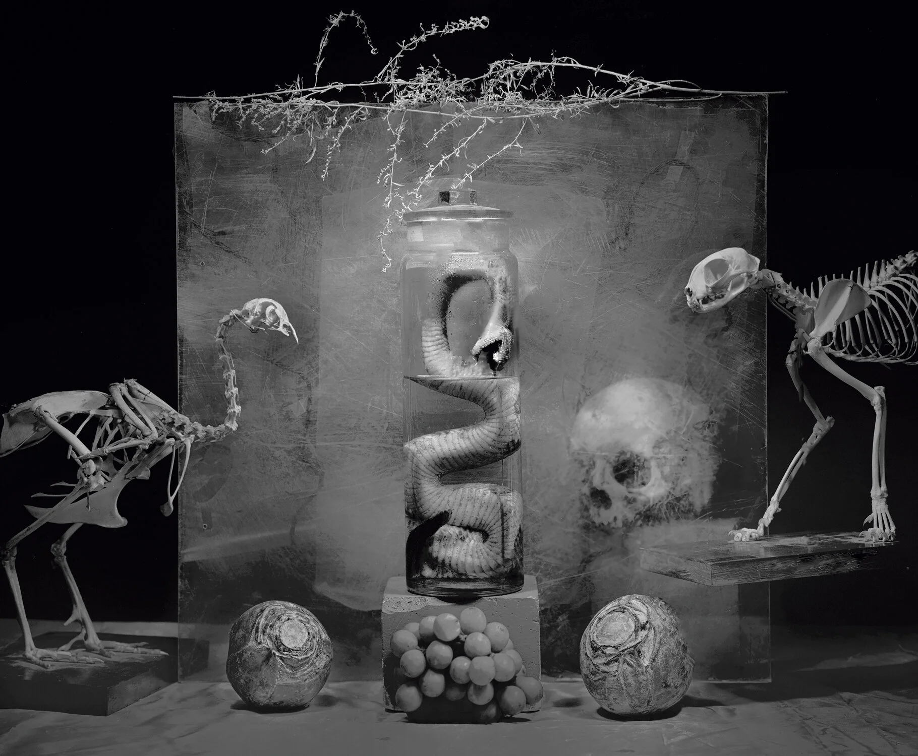 The Largest Curated Gallery of Still Life Photographs of 2021 — Analog ...