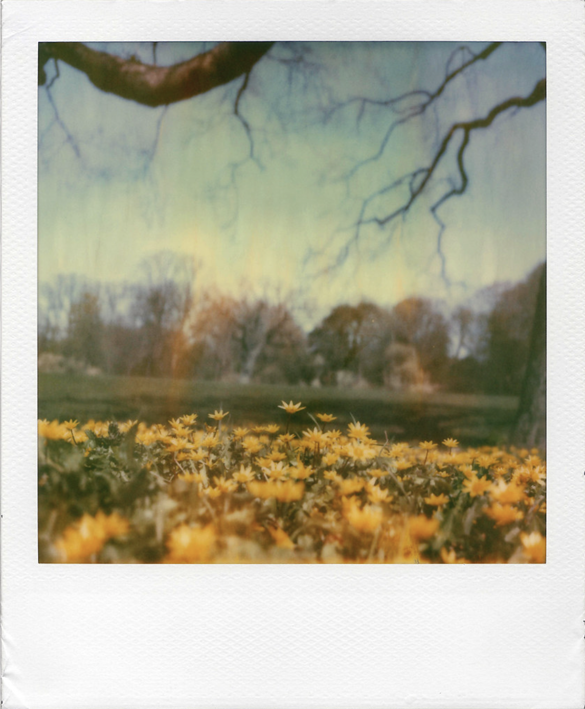 Polaroid Pictures Nature