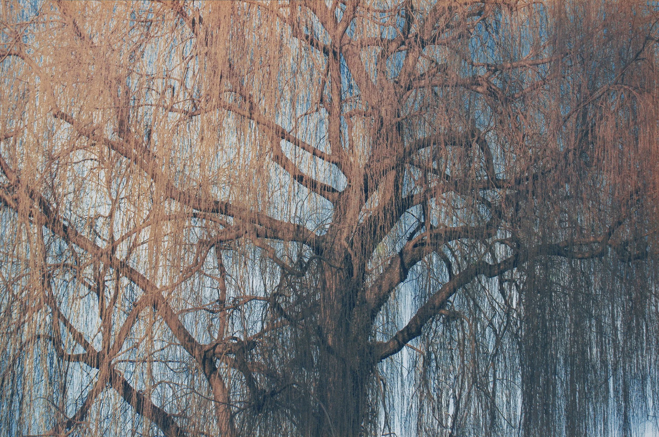 Twenty Alternative Process Photographers You Need to Know! — Analog ...