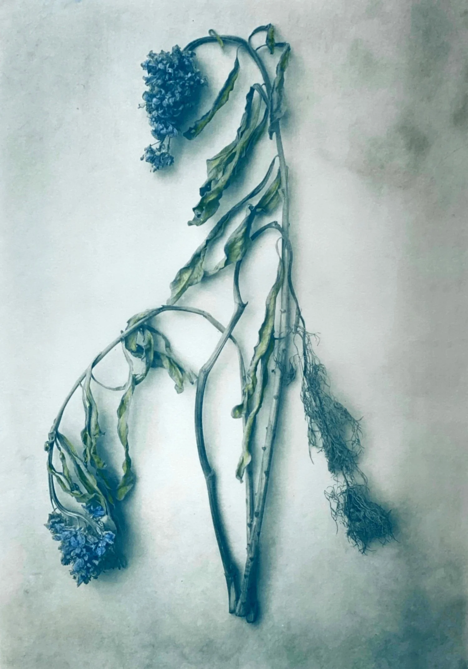 Twenty Alternative Process Photographers You Need to Know! — Analog Forever Magazine