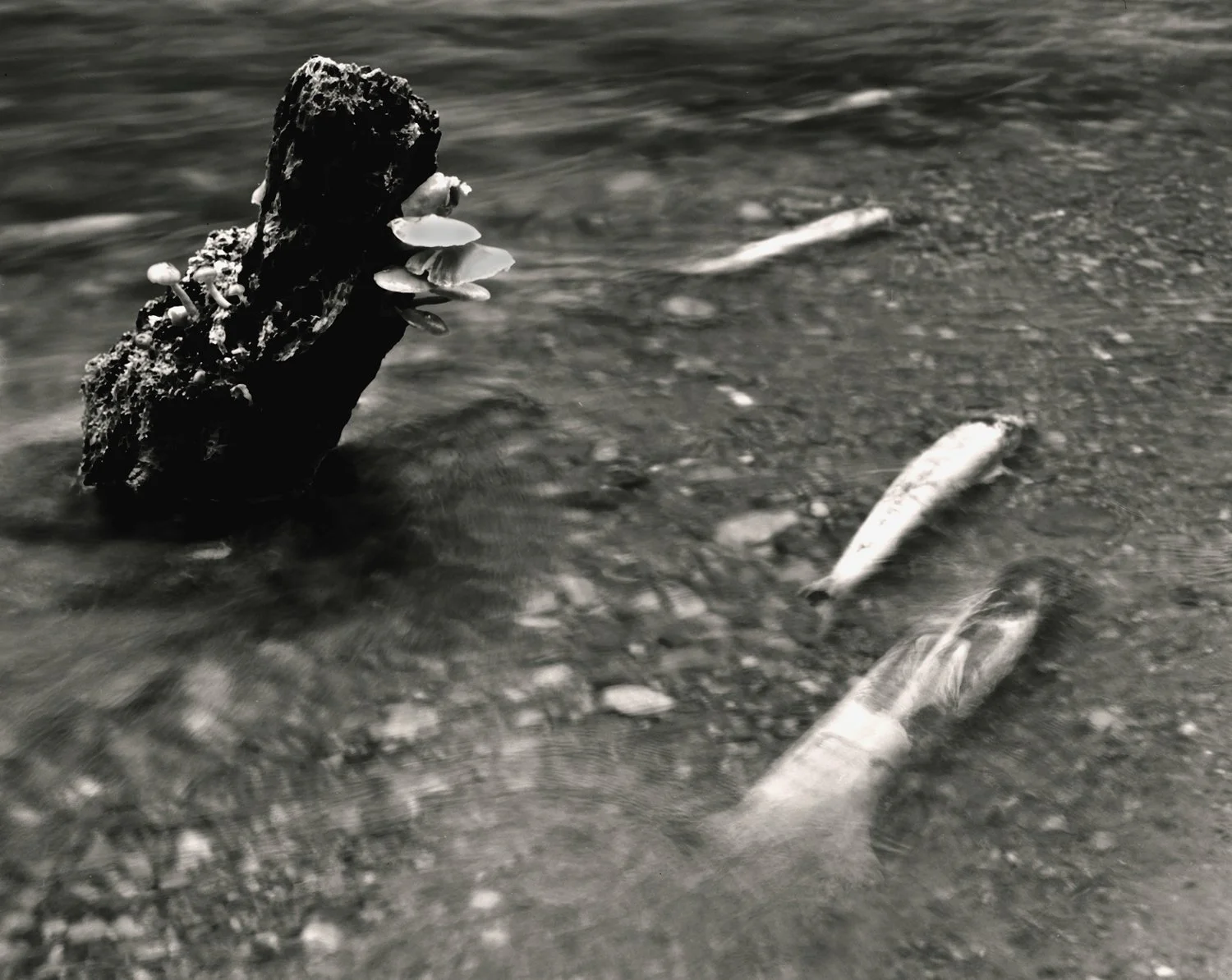 Online Group Exhibition - "Migration” December 2022 — Analog Forever ...