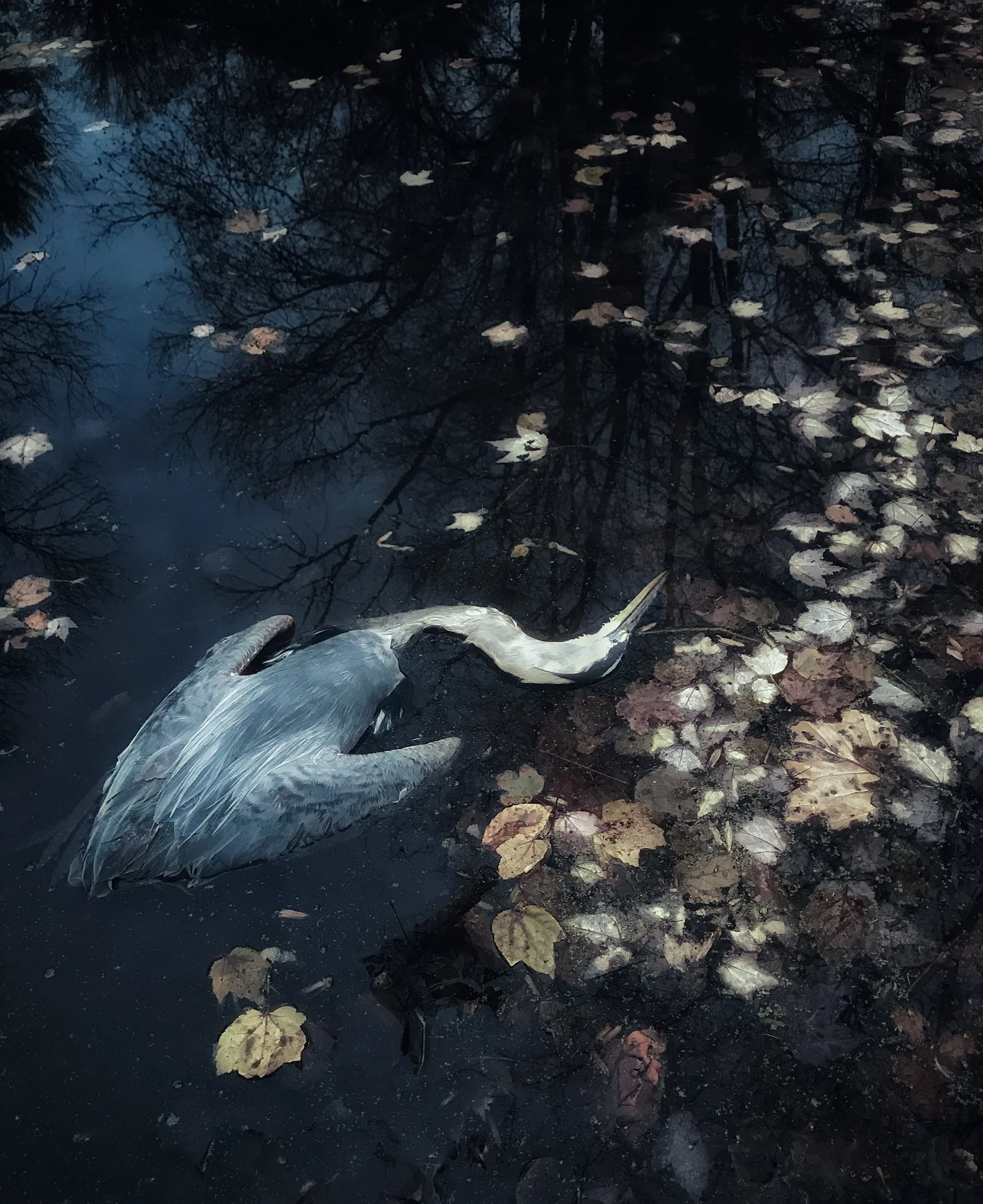 Online Group Exhibition - "The Natural World” March 2023 — Analog ...