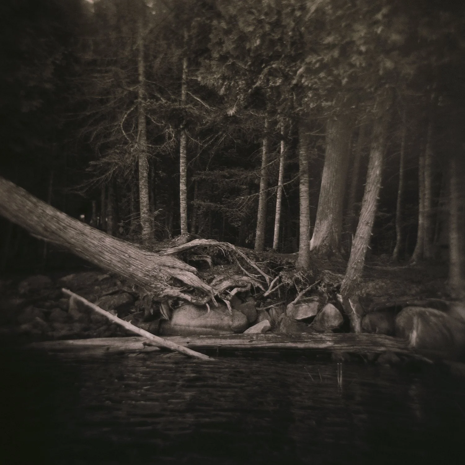 Online Group Exhibition - "The Natural World” March 2023 — Analog ...