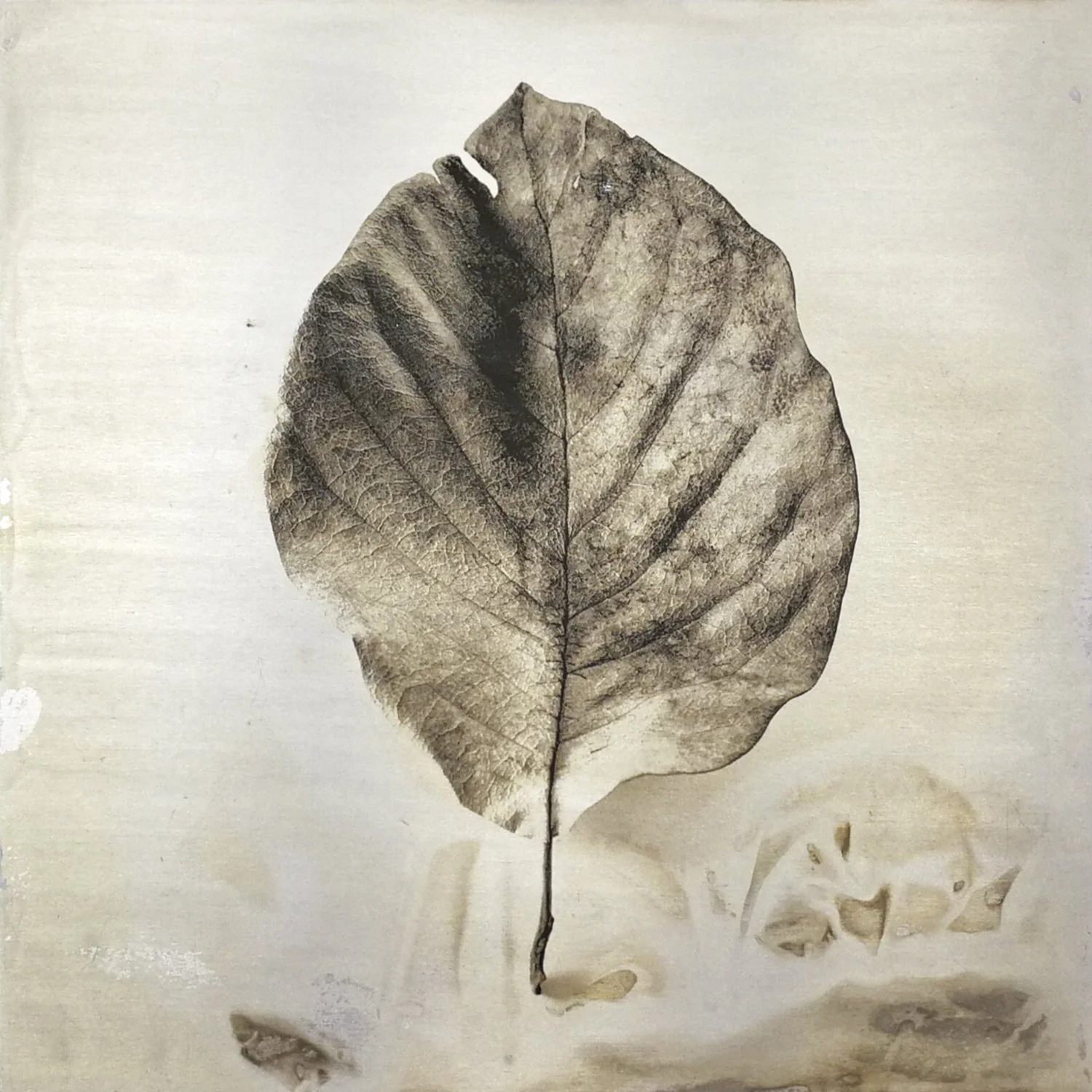 Online Group Exhibition - "The Natural World” March 2023 — Analog ...