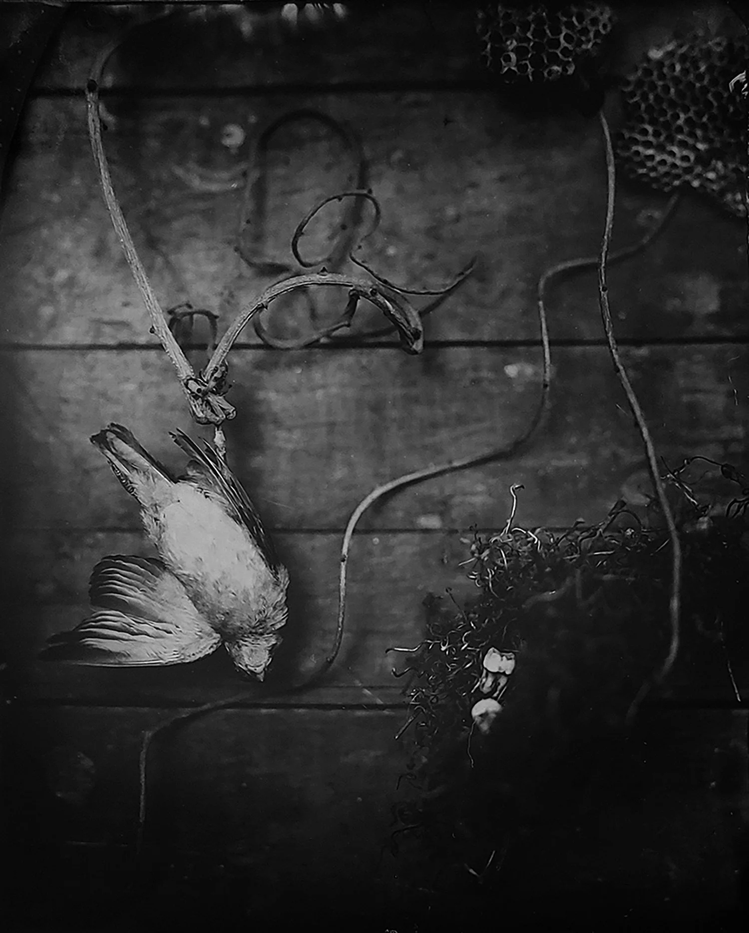 Online Group Exhibition - "The Natural World” March 2023 — Analog ...