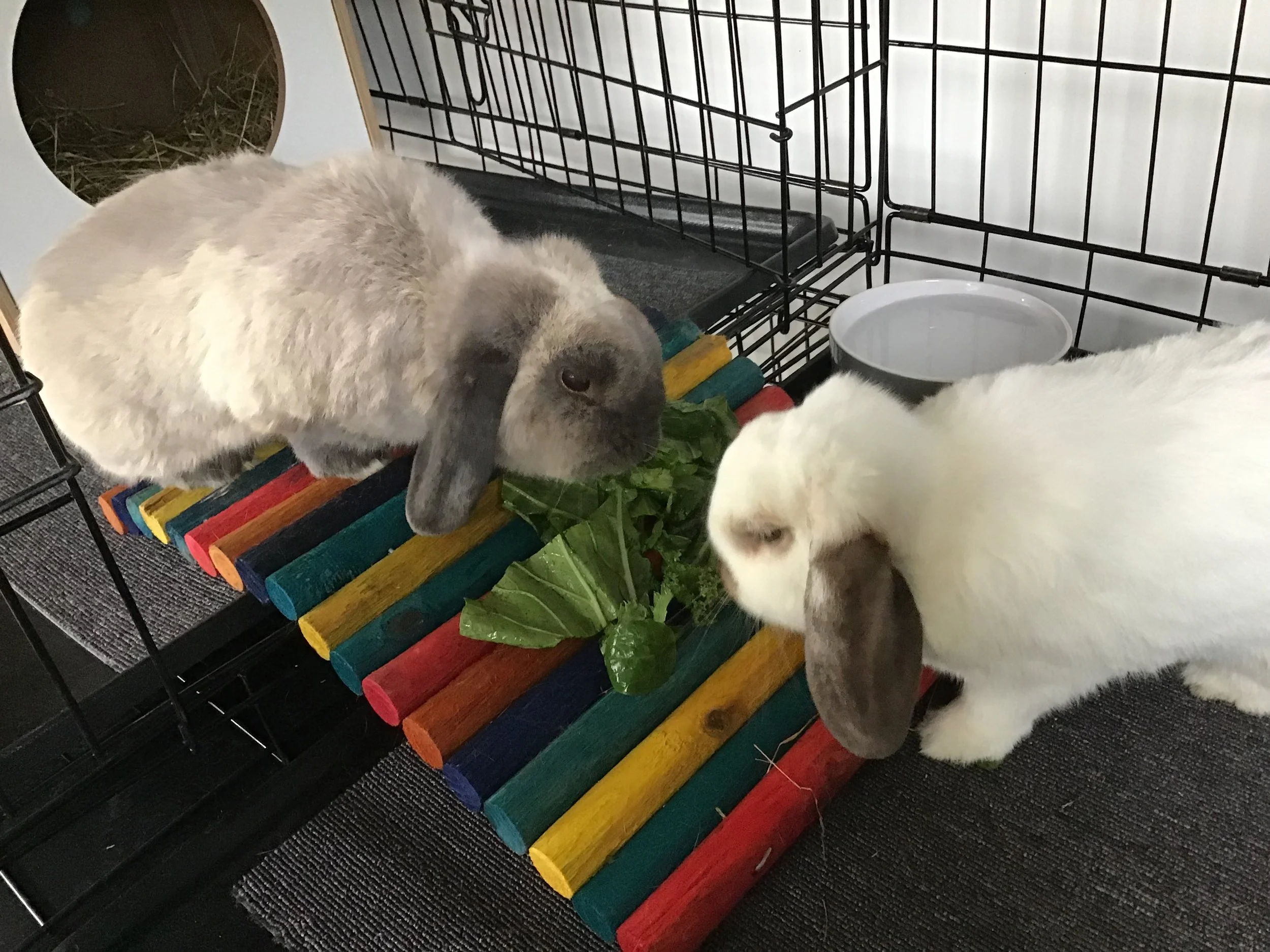 The Cabin — Bunny Boarding North Shore