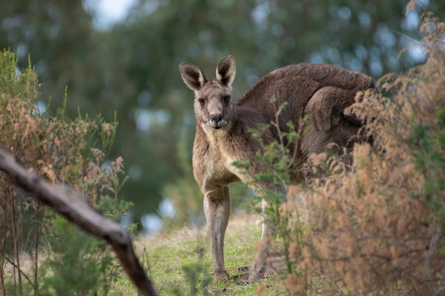 Kangaroos in the Environment — Voices for Animals