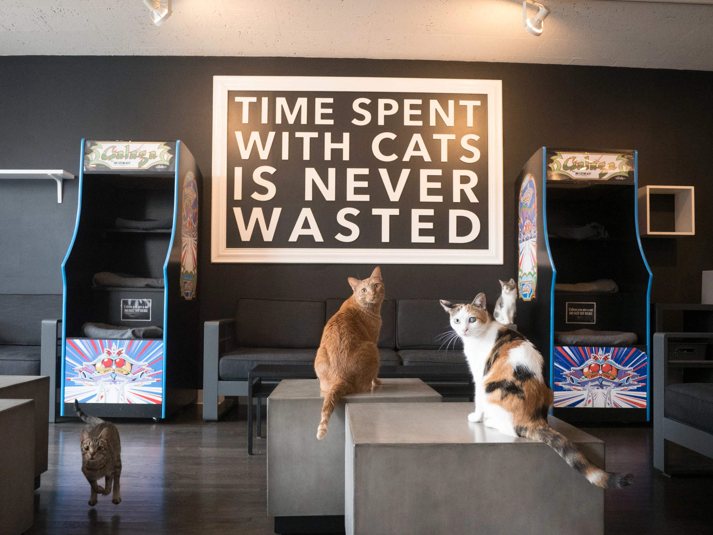 The Catcade - Chicago Cat Cafe, Rescue, and Lounge