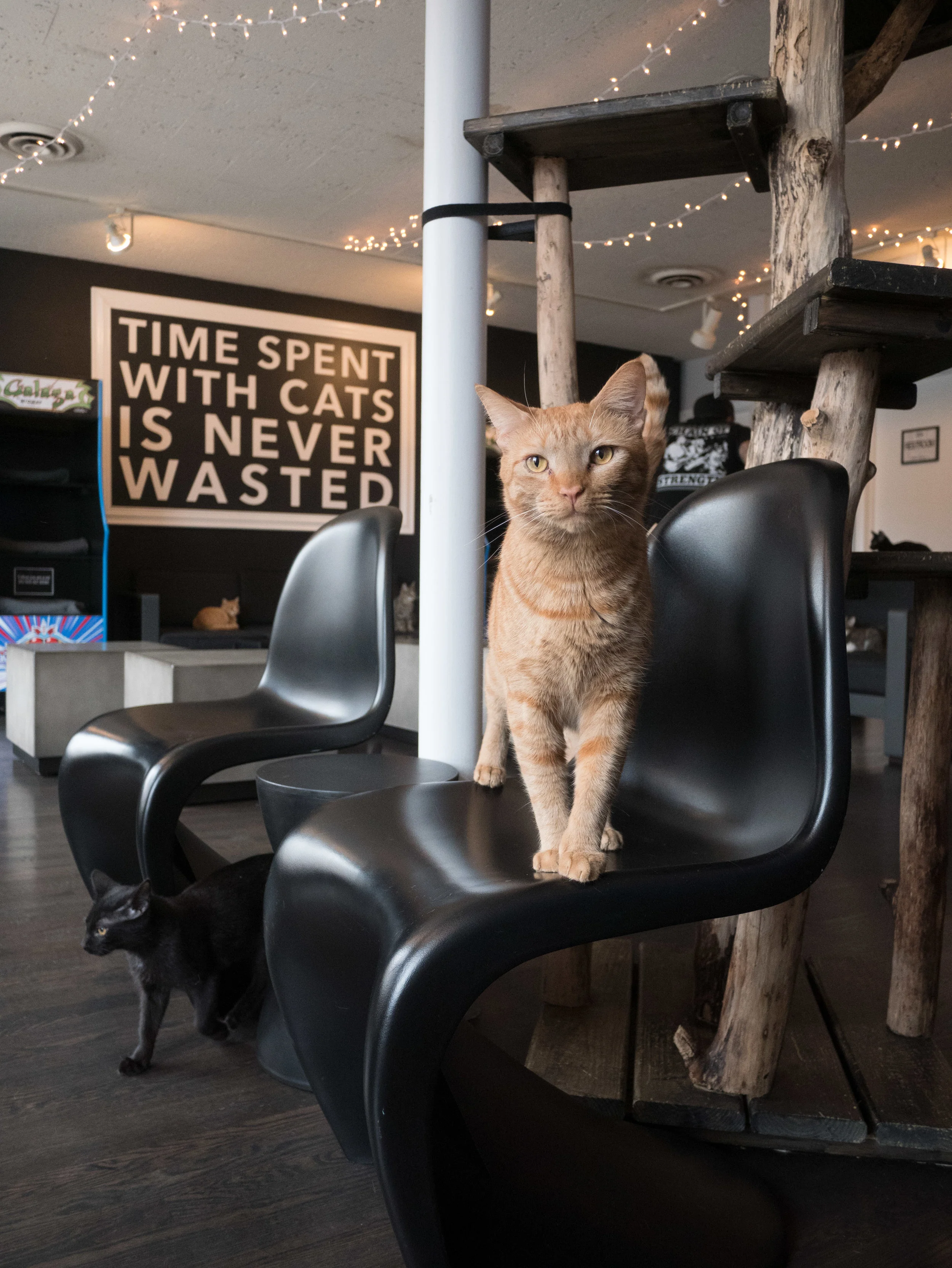 The Catcade - Chicago Cat Cafe, Rescue, and Lounge