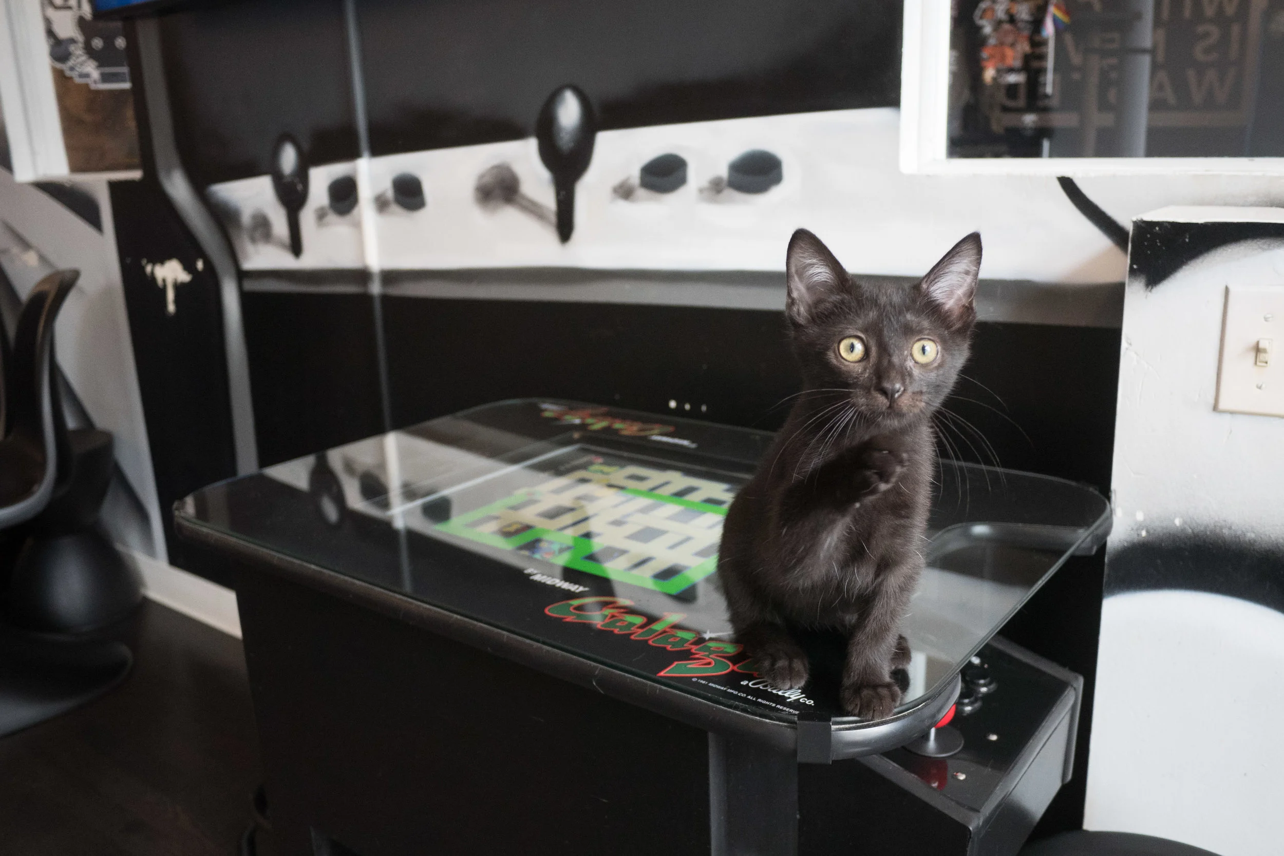 The Catcade - Chicago Cat Cafe, Rescue, and Lounge