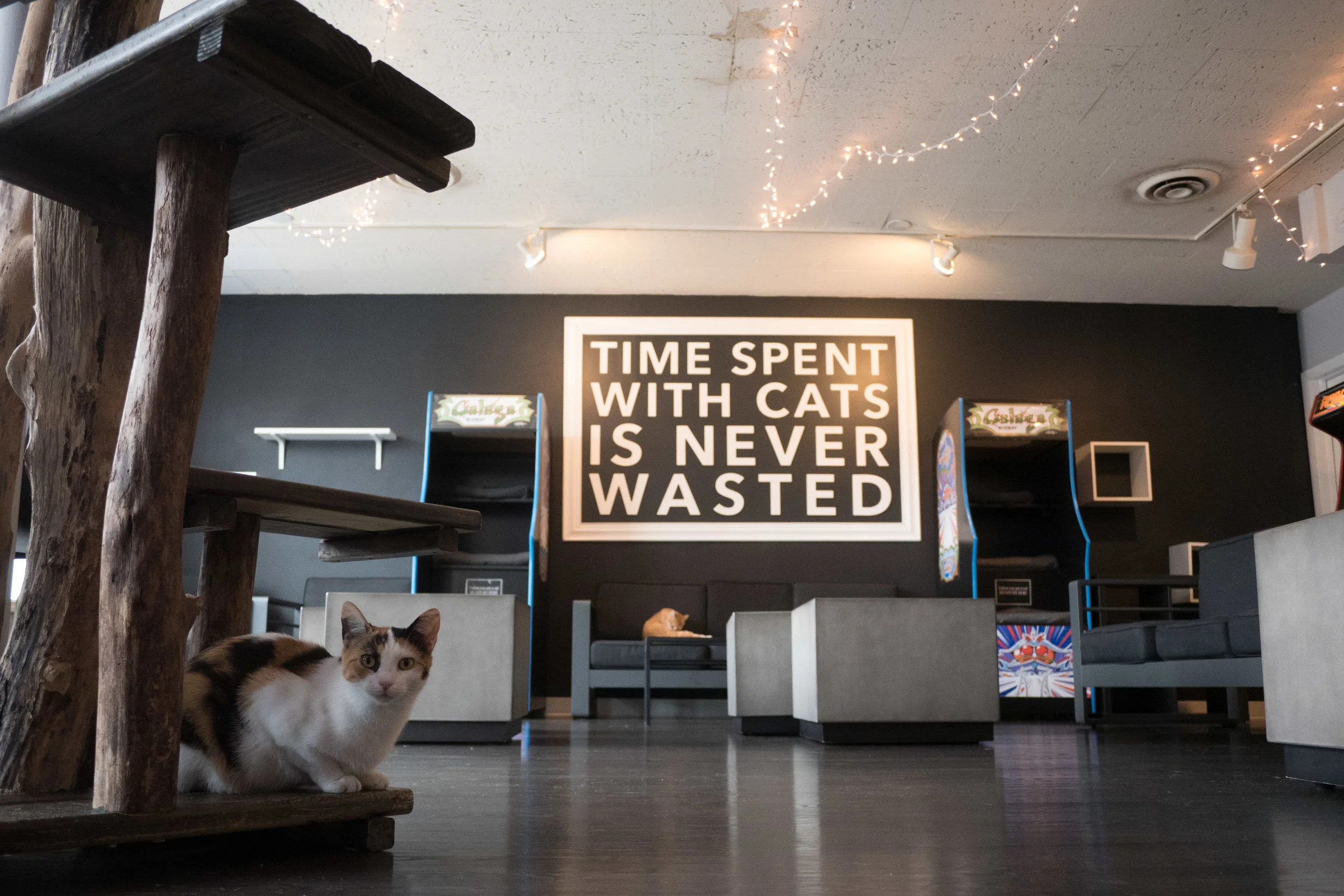 The Catcade - Chicago Cat Cafe, Rescue, and Lounge